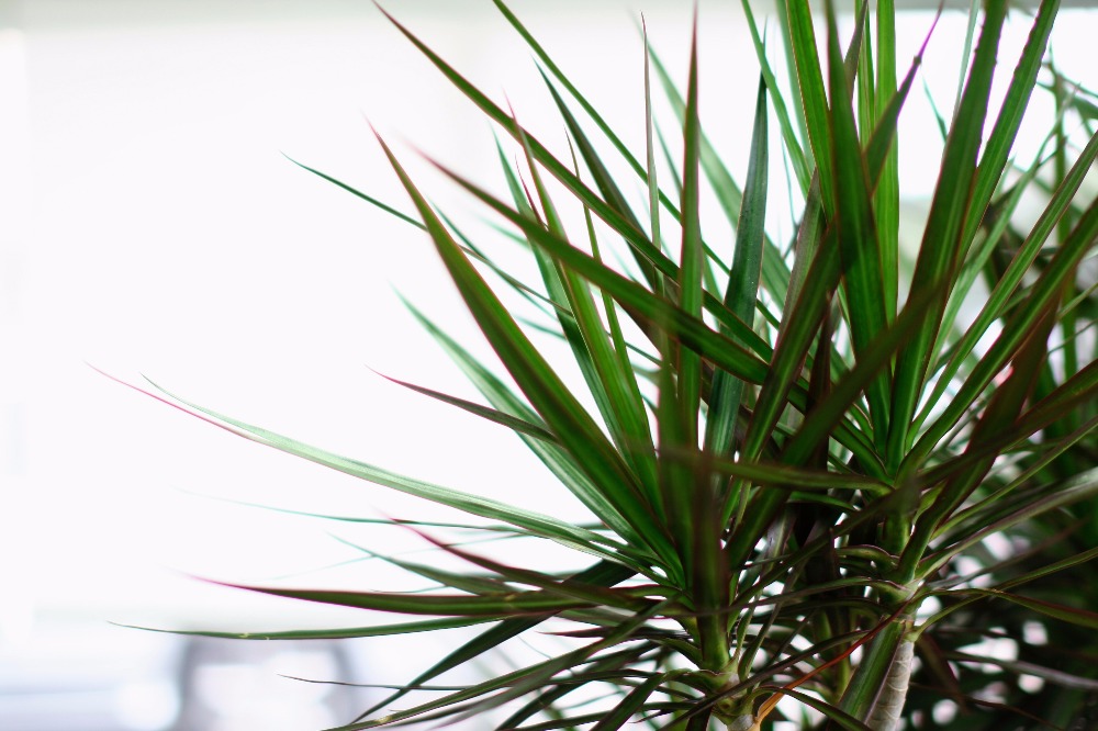 Dragon Tree (Extra Large) – Potted Plants, Delivered by Léon & George ...