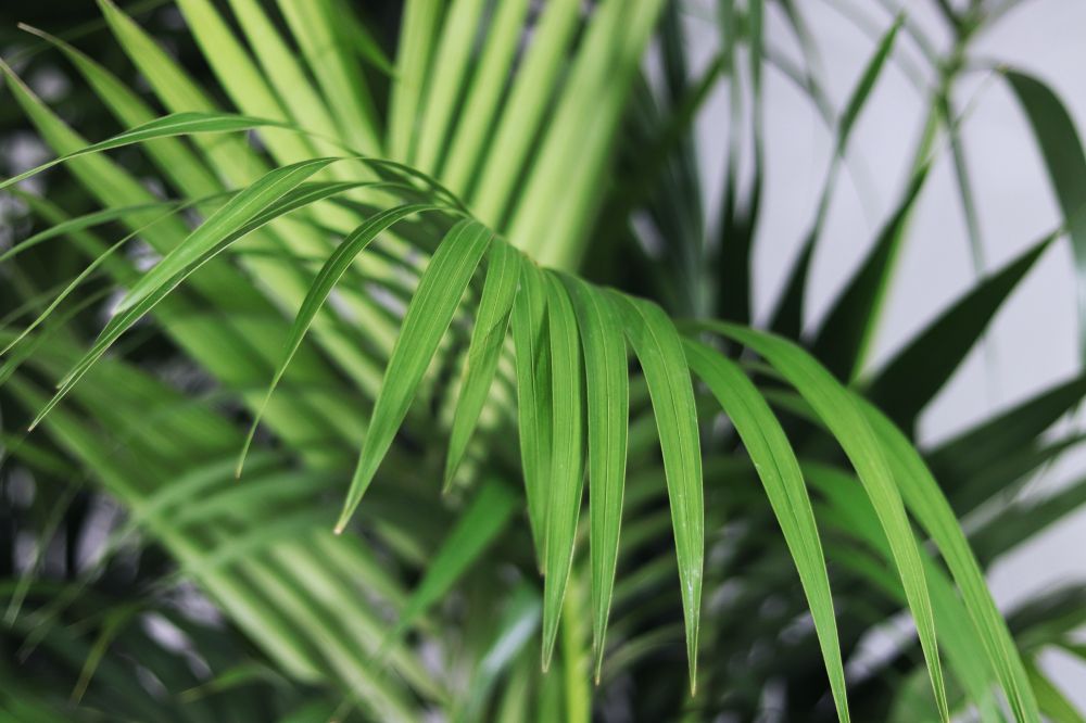 Livraison Grand Kentia - Plantes vertes et accessoires par Léon & George